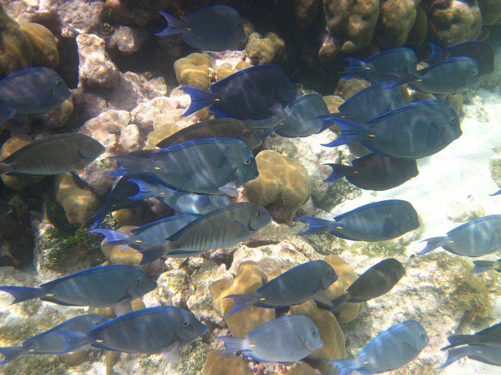 Les poissons de Martinique : découvrez des espèces rares